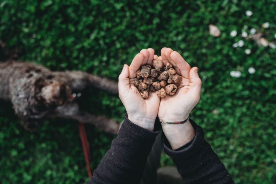 Barberino Tavarnelle: Truffle Hunt Tour with Lunch or Dinner - The Itinerary in Detail