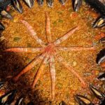 Barcelona Premium Paella & Sangria Class in a Stunning Lacation - What’s on the Menu: From Tomato Bread to Catalan Cream