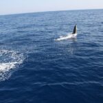 Bari sailing cruise in search of dolphins - The Value and Practical Details