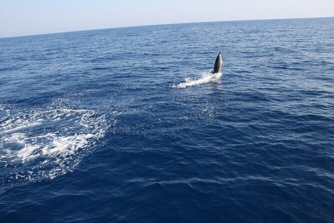 Bari sailing cruise in search of dolphins - The Value and Practical Details