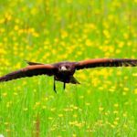 Bath City Tour & Fly a Hawk Experience - Day Tour from Bath - What Makes This Tour Valuable?