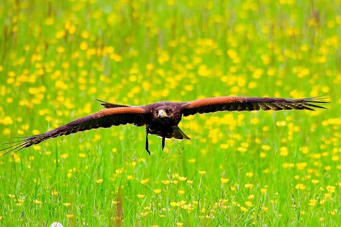 Bath City Tour & Fly a Hawk Experience - Day Tour from Bath - What Makes This Tour Valuable?