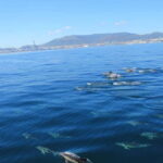 Bay of Gibraltar: Dolphin Cruise - Authentic Perspectives from Other Travelers