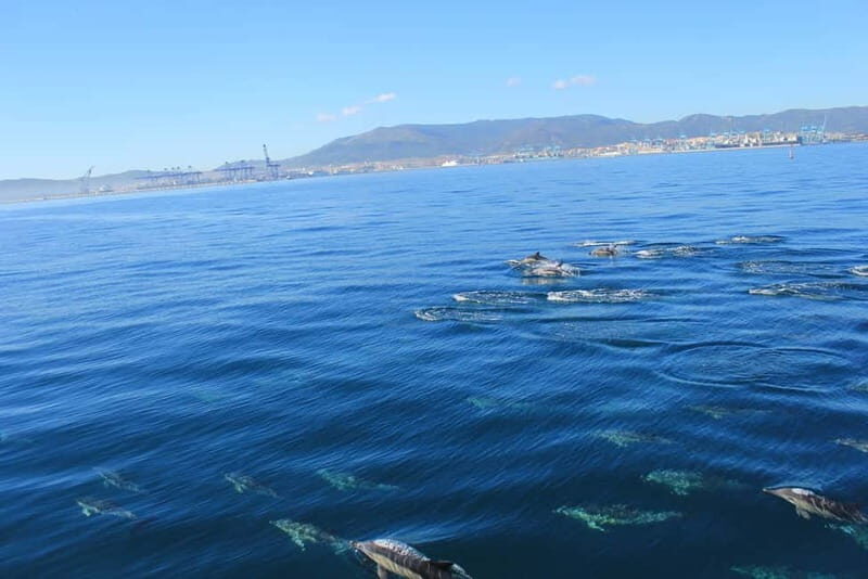 Bay of Gibraltar: Dolphin Cruise - Authentic Perspectives from Other Travelers