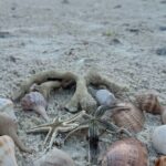 Beach and Shelling Excursion - Public - FAQs