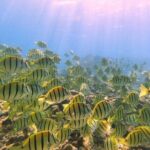 Beach Snorkel - Sea Turtle and Black Sand Lagoon - What to Expect from the Tour