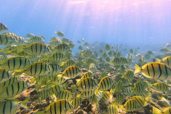 Beach Snorkel - Sea Turtle and Black Sand Lagoon - What to Expect from the Tour