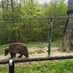 Bear Sanctuary and Bran Castle from Brasov - Final Thoughts: Who Will Love This Tour?