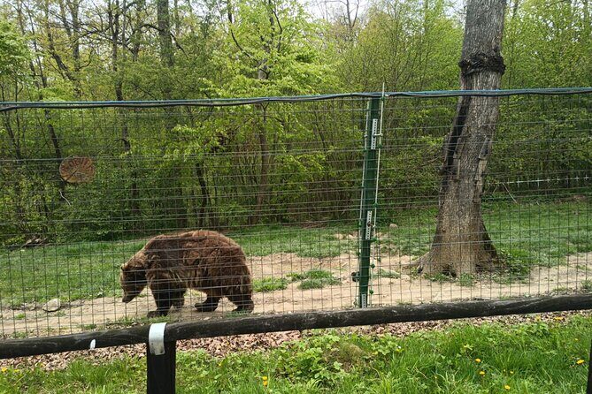 Bear Sanctuary and Bran Castle from Brasov - Final Thoughts: Who Will Love This Tour?