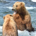Bear Viewing at Brooks Falls in Katmai National Park - Key Points