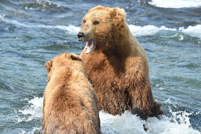 Bear Viewing at Brooks Falls in Katmai National Park - Key Points