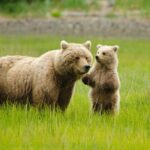 Bear Viewing Excursion and Airplane Adventure Tour - Introduction: An Adventure You Won’t Forget