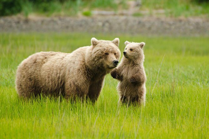 Bear Viewing Excursion and Airplane Adventure Tour - Introduction: An Adventure You Won’t Forget