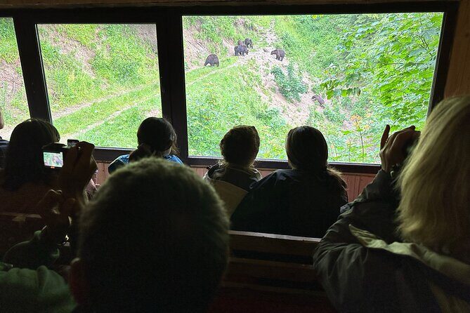 Bear Watching In Brasov: Observe Wild Bears From A Hideout (100%) - Detailed Itinerary Breakdown