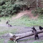 Bear Watching in The Wild from Brasov - Safety and Responsible Tourism