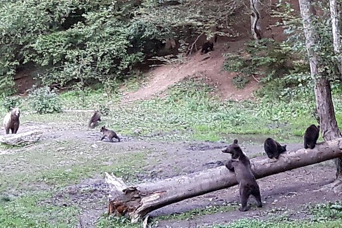 Bear Watching in The Wild from Brasov - Safety and Responsible Tourism