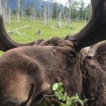 Bears, Trains & Icebergs Tour - The Scenic Train Ride