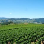 Beaujolais Wine Discovery - Half Day - Small group tour from Lyon - Why Choose This Tour?
