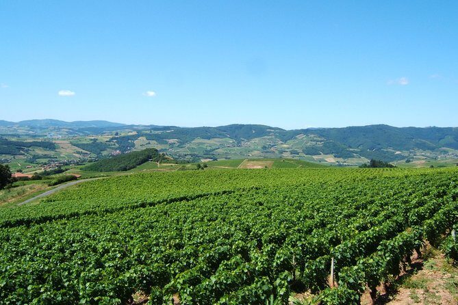 Beaujolais Wine Discovery - Half Day - Small group tour from Lyon - Why Choose This Tour?