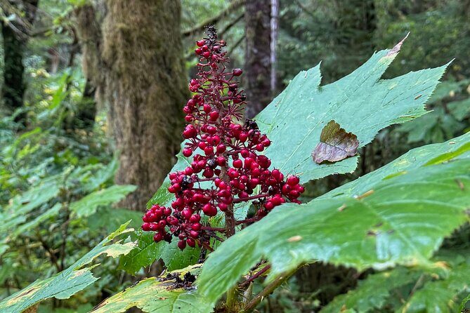 Beautiful Hike on Tongass National Forest's Lunch Creek Trail - Authenticity and Real-World Opinions