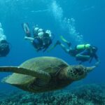 Beginner Scuba Dive in Lahaina: Swimming Required - What You Can Expect on Your Underwater Adventure