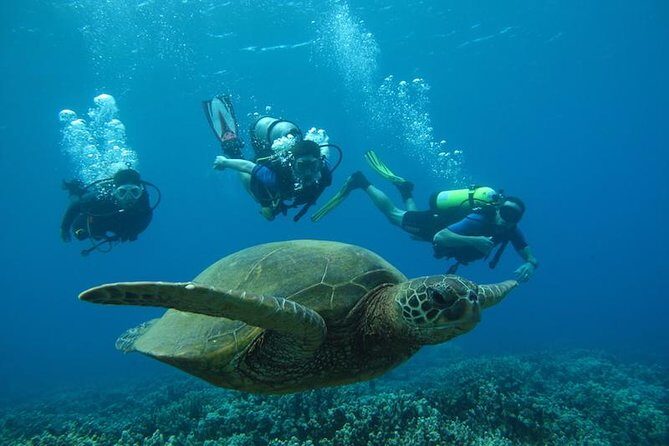 Beginner Scuba Dive in Lahaina: Swimming Required - What You Can Expect on Your Underwater Adventure