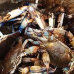 Behind the Scenes of Shem Creek Shrimp Walking Tour - Deep Dive Into the Itinerary