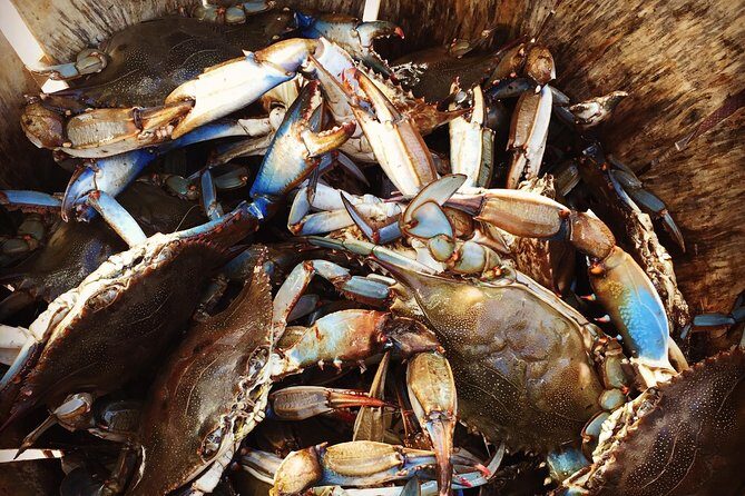 Behind the Scenes of Shem Creek Shrimp Walking Tour - Deep Dive Into the Itinerary
