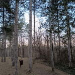 Belgrade: Kosutnjak forest hiking tour - The Allure of Belgrade’s Green Spaces: Why the Kosutnjak Forest Tour Excels