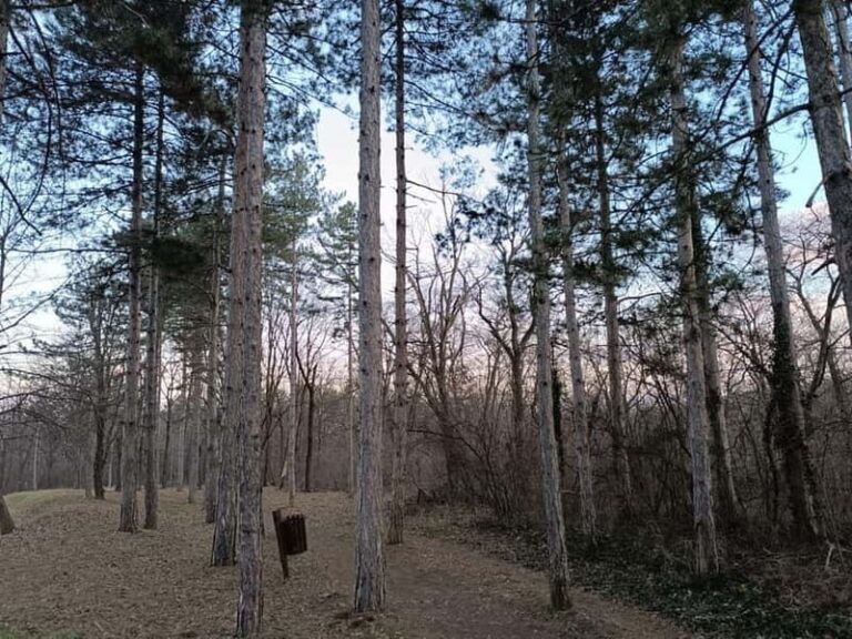 Belgrade: Kosutnjak forest hiking tour - The Allure of Belgrade’s Green Spaces: Why the Kosutnjak Forest Tour Excels