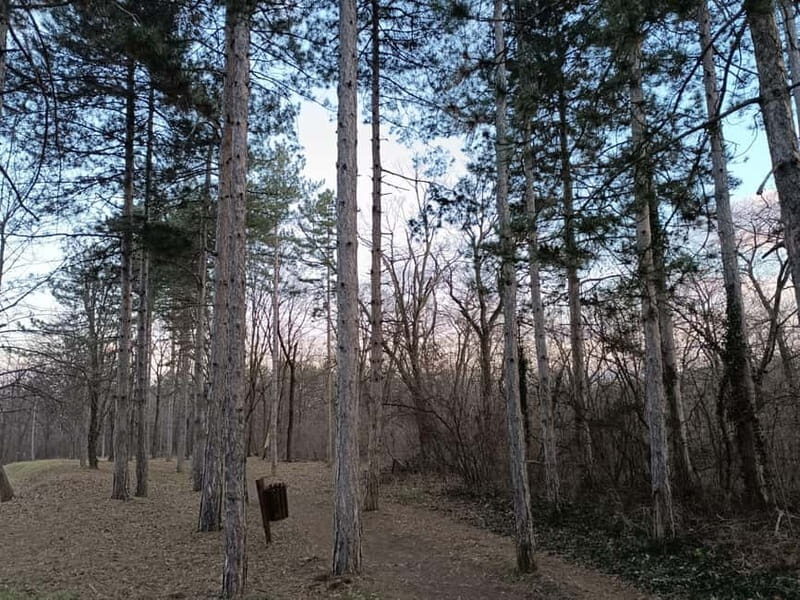 Belgrade: Kosutnjak forest hiking tour - The Allure of Belgrade’s Green Spaces: Why the Kosutnjak Forest Tour Excels