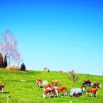 Best of Bernese Oberland Tour from Zurich - The Itinerary: A Day Packed With Highlights