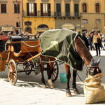 BEST OF FLORENCE Private Walking Tour - What Makes This Tour Stand Out?