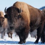 Best of Jackson Hole Wildlife Private Safari Tour - The Itinerary in Detail