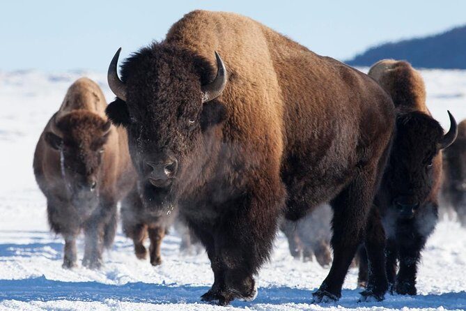 Best of Jackson Hole Wildlife Private Safari Tour - The Itinerary in Detail