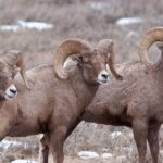 Best of Jackson Hole Wildlife Safari Tour - What Sets This Tour Apart