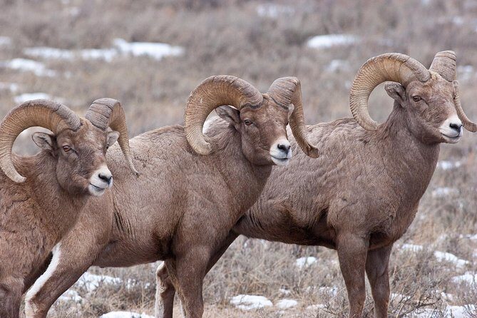 Best of Jackson Hole Wildlife Safari Tour - What Sets This Tour Apart