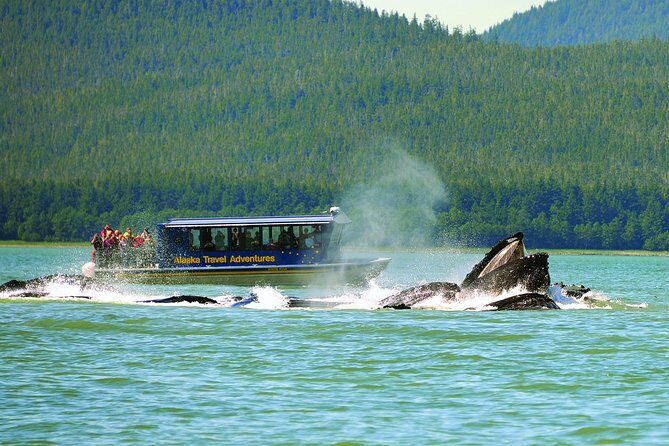 Best of Juneau: Mendenhall Glacier, Whale Watching and Salmon Bake - Whale Watching: A Highlight of the Day