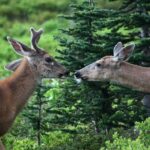 Best of Mount Rainier National Park from Seattle: All-Inclusive Small-Group Tour - Why This Tour Is a Great Value