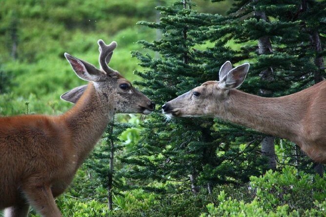 Best of Mount Rainier National Park from Seattle: All-Inclusive Small-Group Tour - Why This Tour Is a Great Value