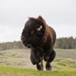 Best of Yellowstone - Guided National Park Safari Tour - Authentic, Engaging, and Value-Driven