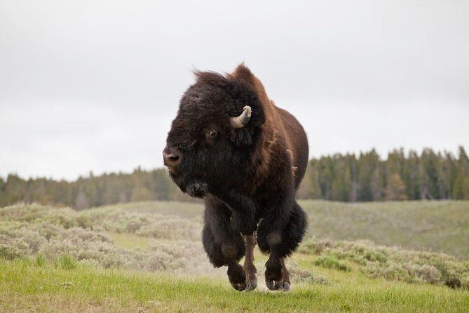 Best of Yellowstone - Guided National Park Safari Tour - Authentic, Engaging, and Value-Driven