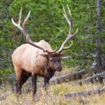 Best of Yellowstone Nat'l Park Tour from Paradise Valley - Who Will Benefit Most?