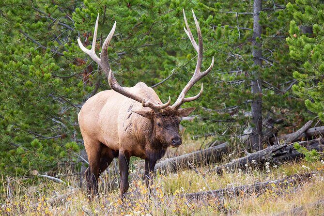 Best of Yellowstone Nat'l Park Tour from Paradise Valley - Who Will Benefit Most?