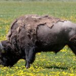 Best of Yellowstone Private National Park Safari Tour - Final Thoughts