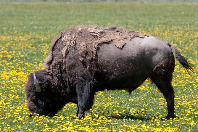 Best of Yellowstone Private National Park Safari Tour - Final Thoughts