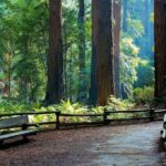 Big Bus San Francisco: Guided Muir Woods Tour - What Travelers Love About This Tour