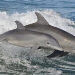 Big Fun Dolphin Cruise & Sealife Experiece ORANGE BEACH ALABAMA - A Detailed Look at the Orange Beach Dolphin Cruise