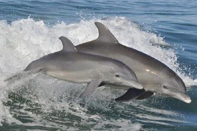 Big Fun Dolphin Cruise & Sealife Experiece ORANGE BEACH ALABAMA - A Detailed Look at the Orange Beach Dolphin Cruise