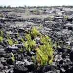 Big Island Hawaii Volcano Day tour from Oahu and Hotel PU - What the Tour Means for You